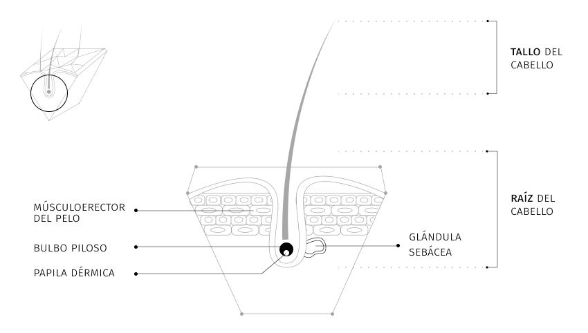 ¿Cuáles son las partes del cabello? | Miriam Quevedo